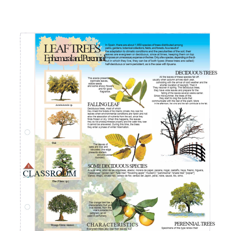 Deciduous and Evergreen Trees | PDF | Trees | Leaf