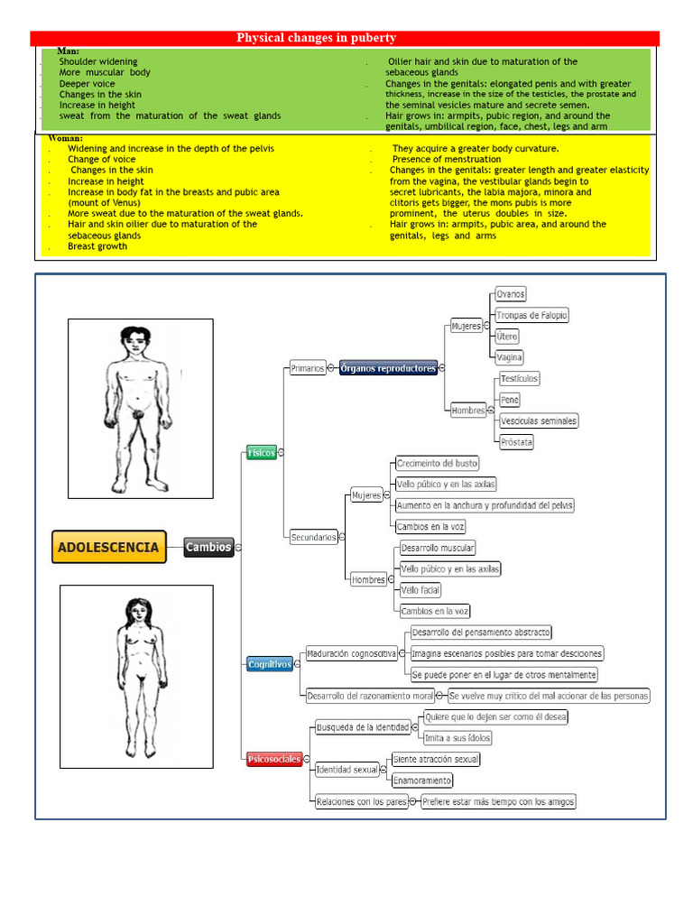 Physical Changes During Puberty | PDF | Puberty | Organ (Anatomy)