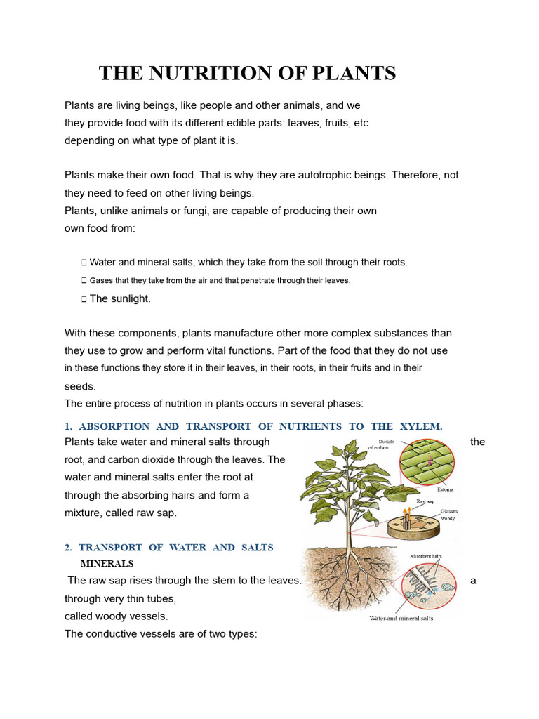 Understanding Plant Nutrition Processes | PDF | Plants | Leaf