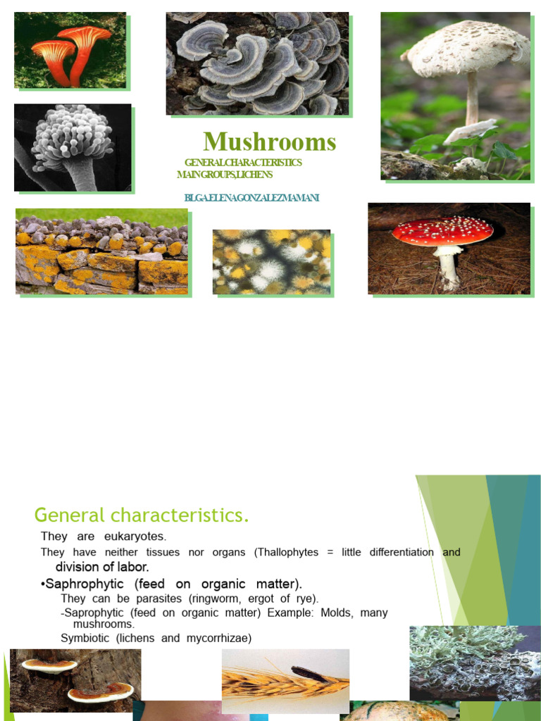 Fungi, General Characteristics, Main Groups, Lichens | PDF | Fungus | Spore