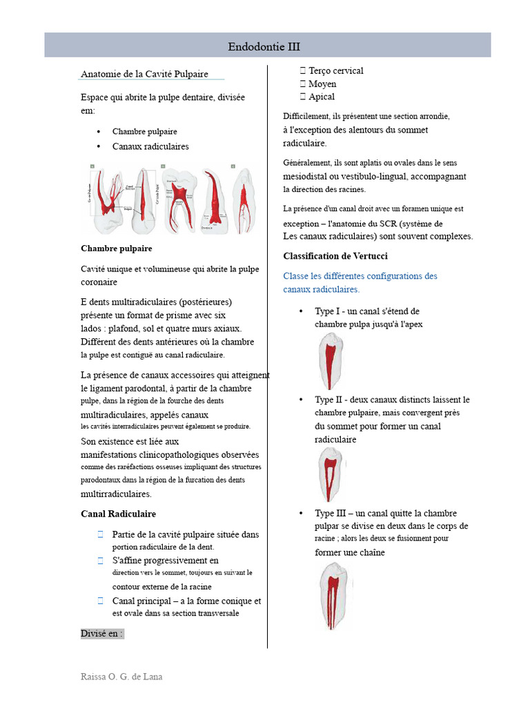 Anatomie des Canaux Radiculaires en Endodontie | PDF | Dent humaine | Dent