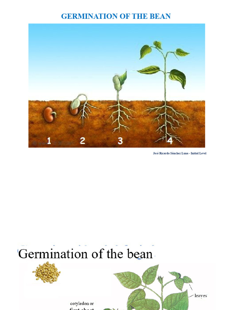 Germination of the Bean | PDF