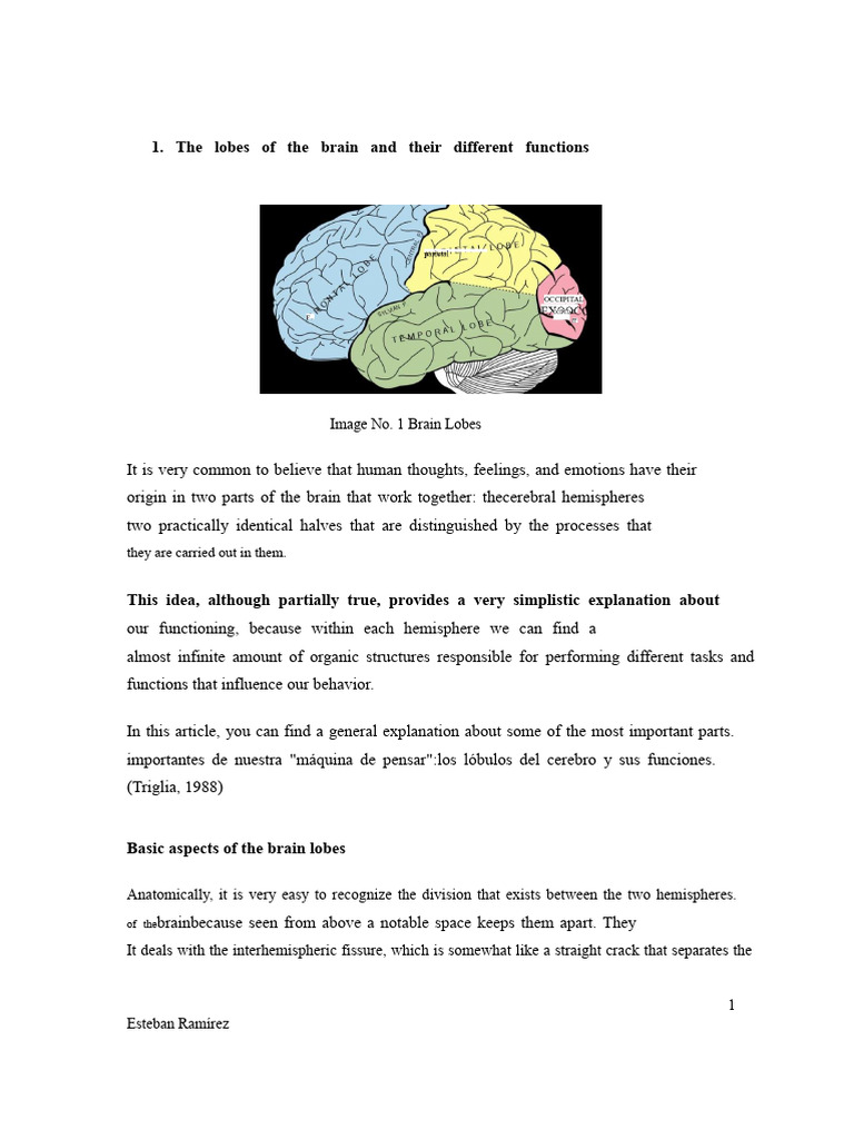 The Lobes of The Brain and Their Different Functions | PDF | Cerebral ...