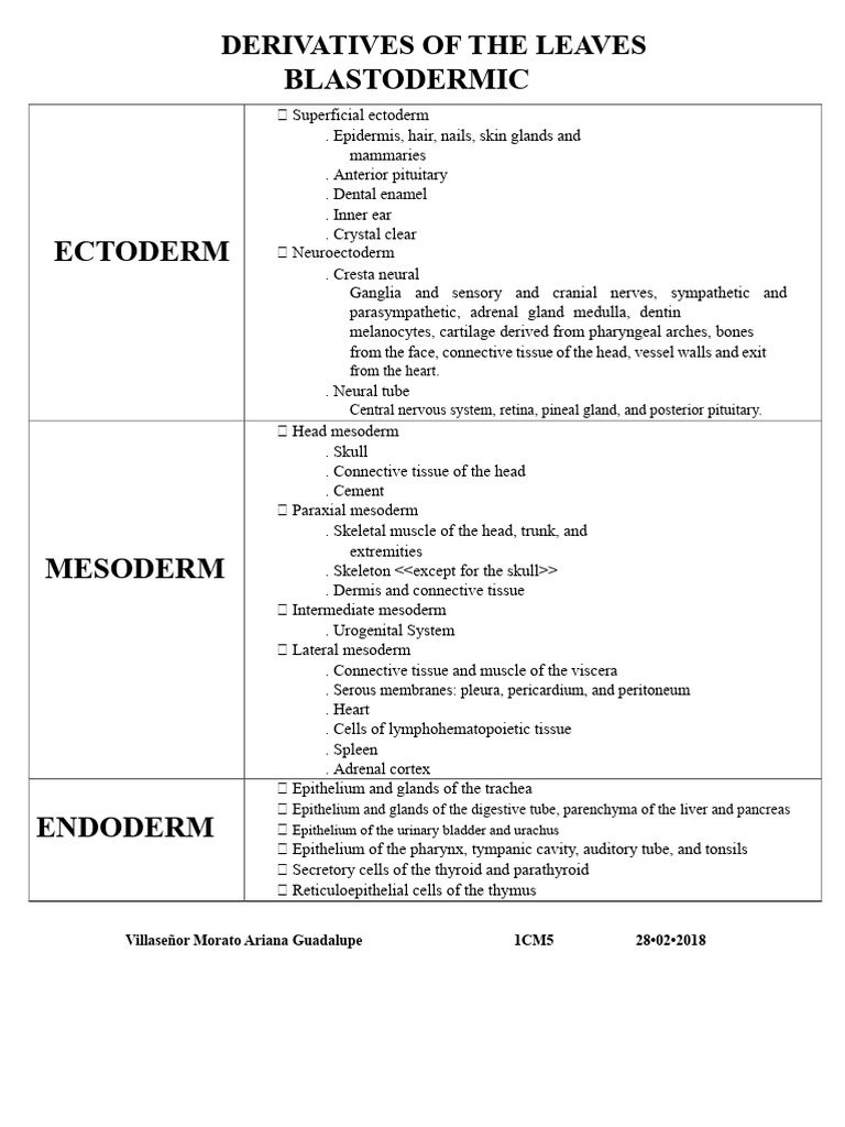 Derived from Blastodermic Leaves | PDF | Epithelium | Tissue (Biology)