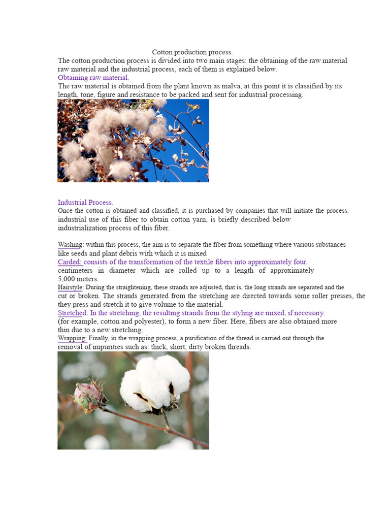 Cotton Production Process Explained | PDF | Textiles | Cotton
