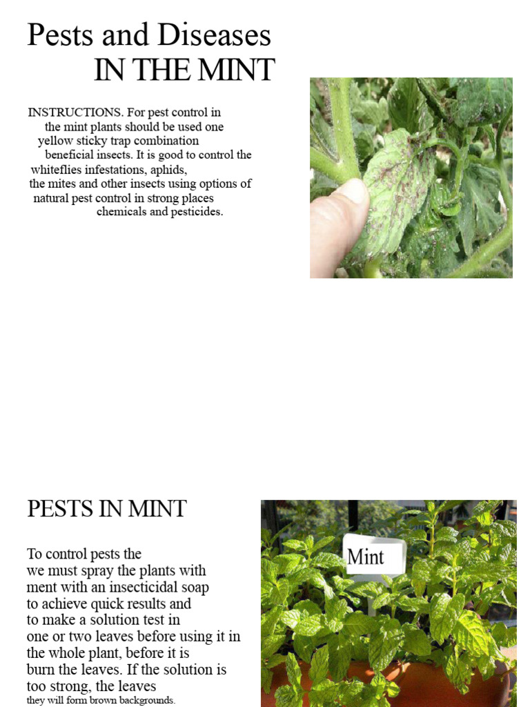 Mint Pest and Disease Control Guide | PDF
