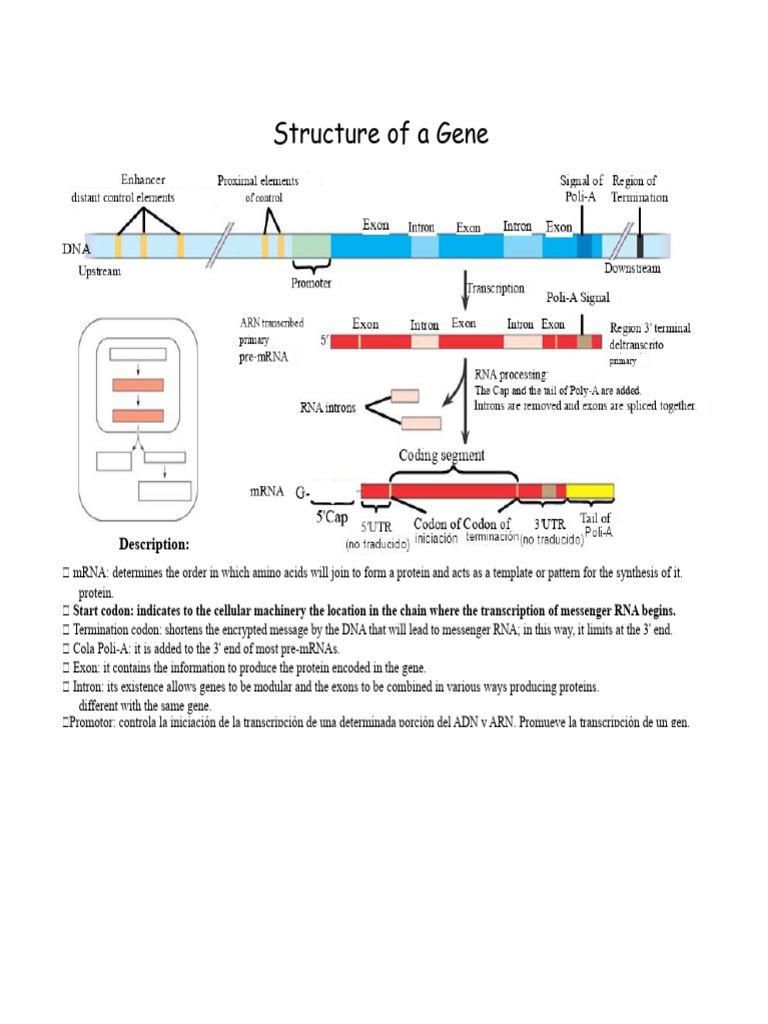 Structure of a Gene | PDF