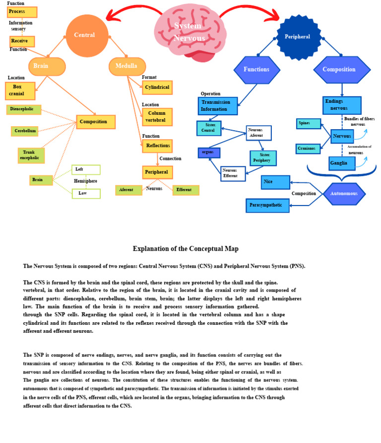 Overview of the Nervous System Structure | PDF | Central Nervous System ...
