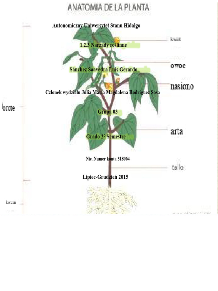 Mapa mental organów roślinnych | PDF