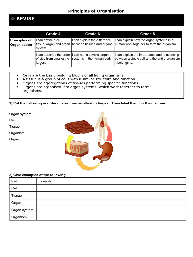 GCSE 1 9 Digestive System Revision Booklet | PDF | Enzyme | Bile