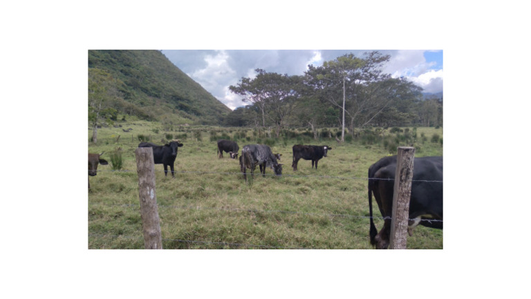 Las Vacas. | PDF