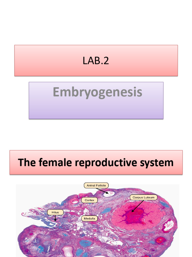 Lab 2 | PDF