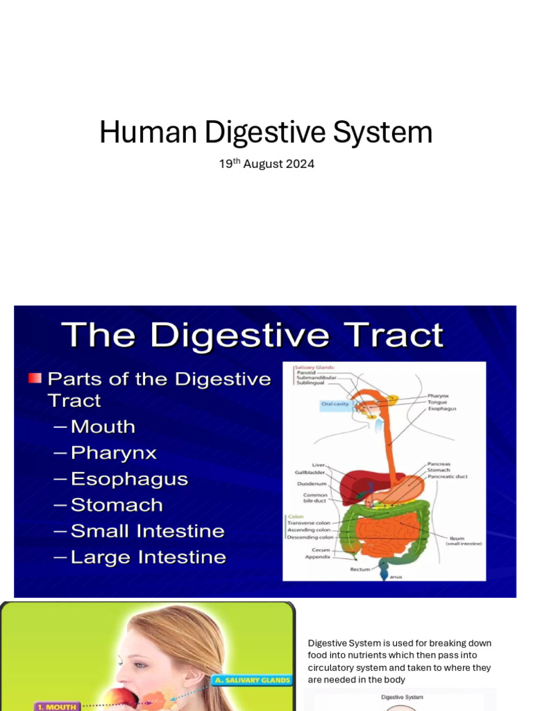 Overview of the Human Digestive System | PDF