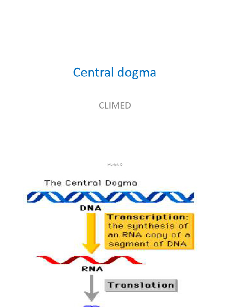 Central Dogma: DNA to Protein Process | PDF