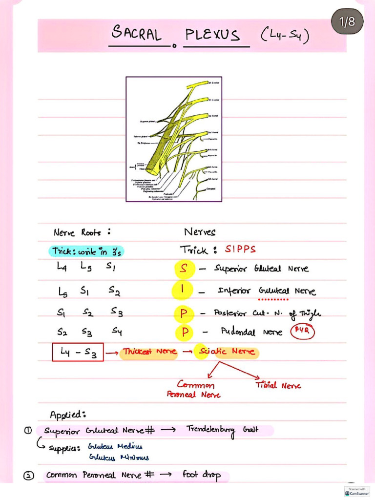 Sacral Plexus Note | PDF