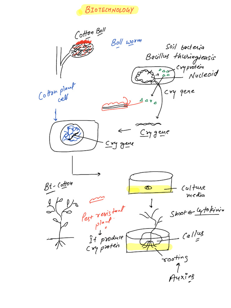 Biotechnology: Genetic Engineering Techniques | PDF | Polymerase Chain ...