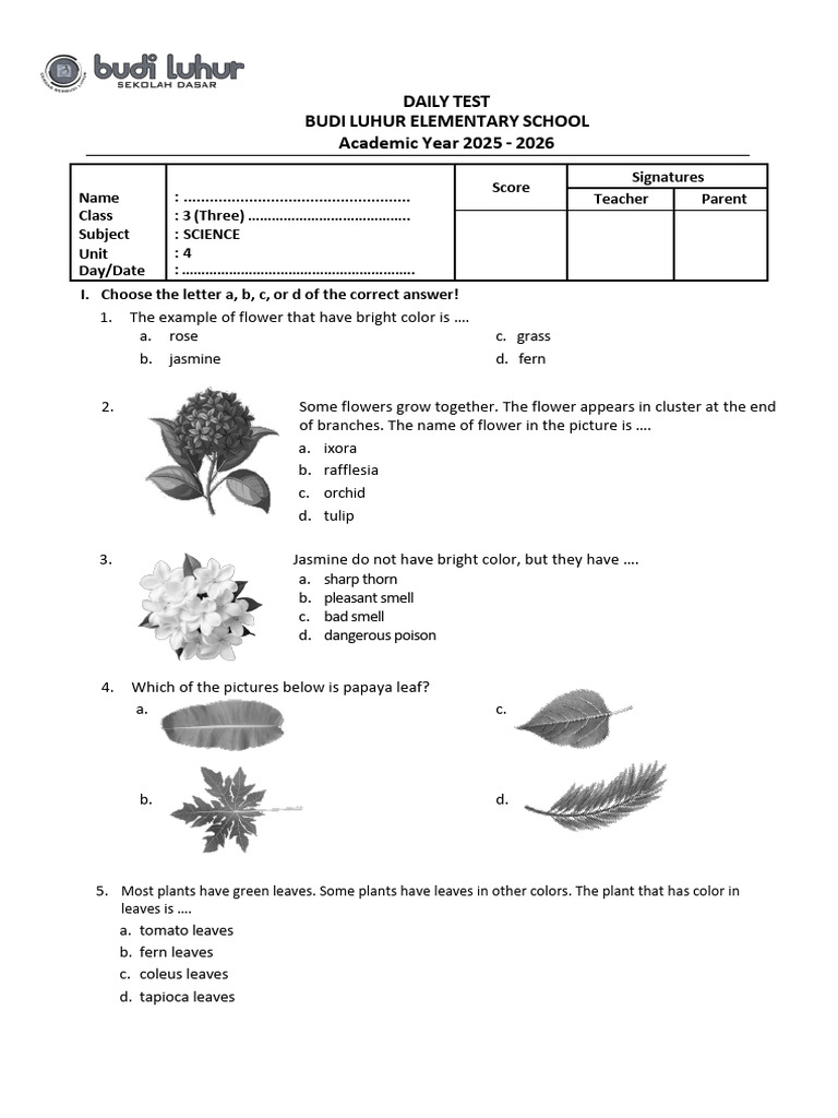 Daily Science Test for Grade 3 Students | PDF | Leaf | Plant Stem