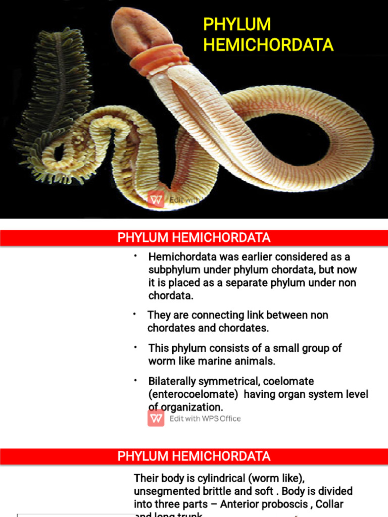 Phylum Hemichordata | PDF