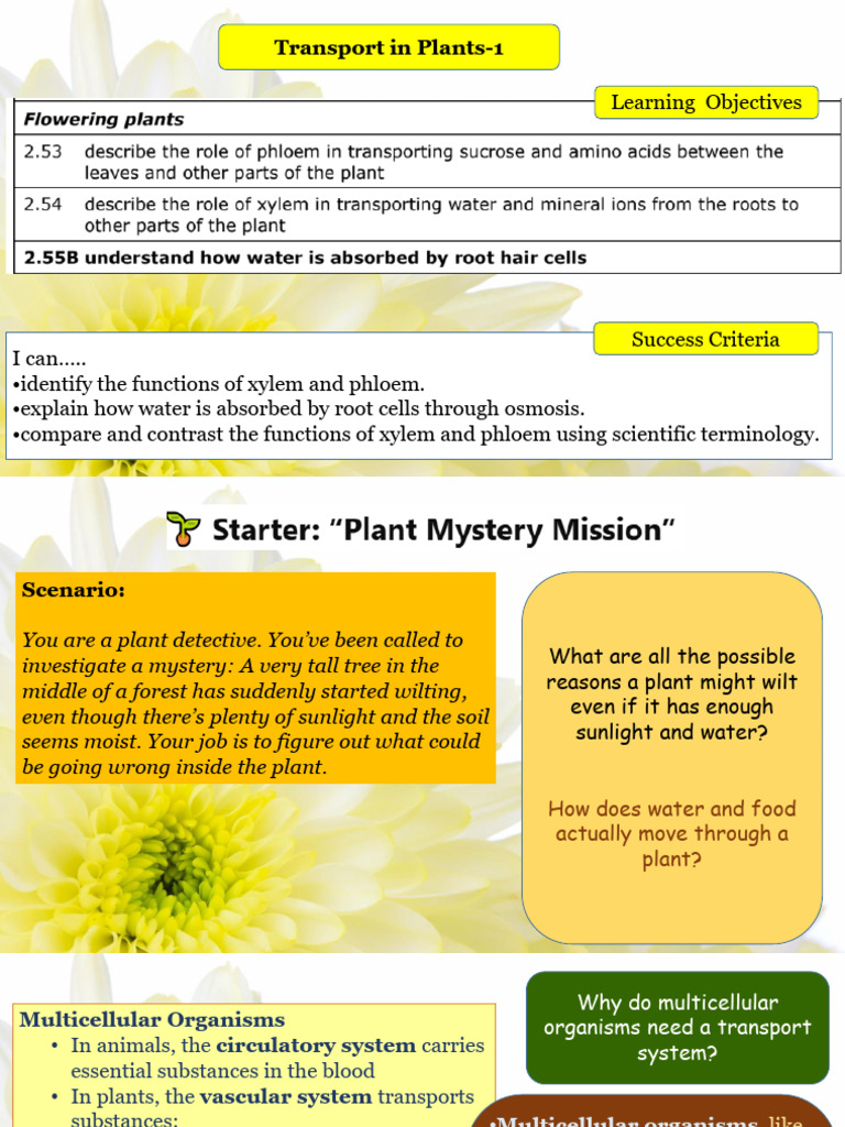 Plant Transport Systems: Xylem vs Phloem | PDF | Root | Plants
