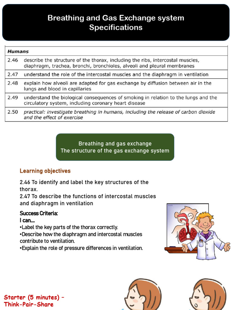 Introduction and The Structure of The Gas Exchange System (Autosaved ...