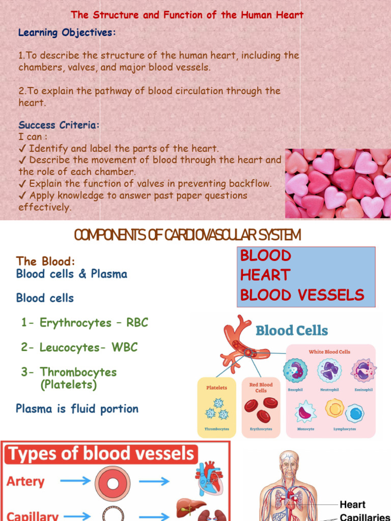 The Structure and Function of The Human Heart | PDF | Heart ...