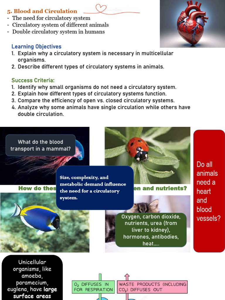 Understanding Animal Circulatory Systems | PDF | Circulatory System | Heart