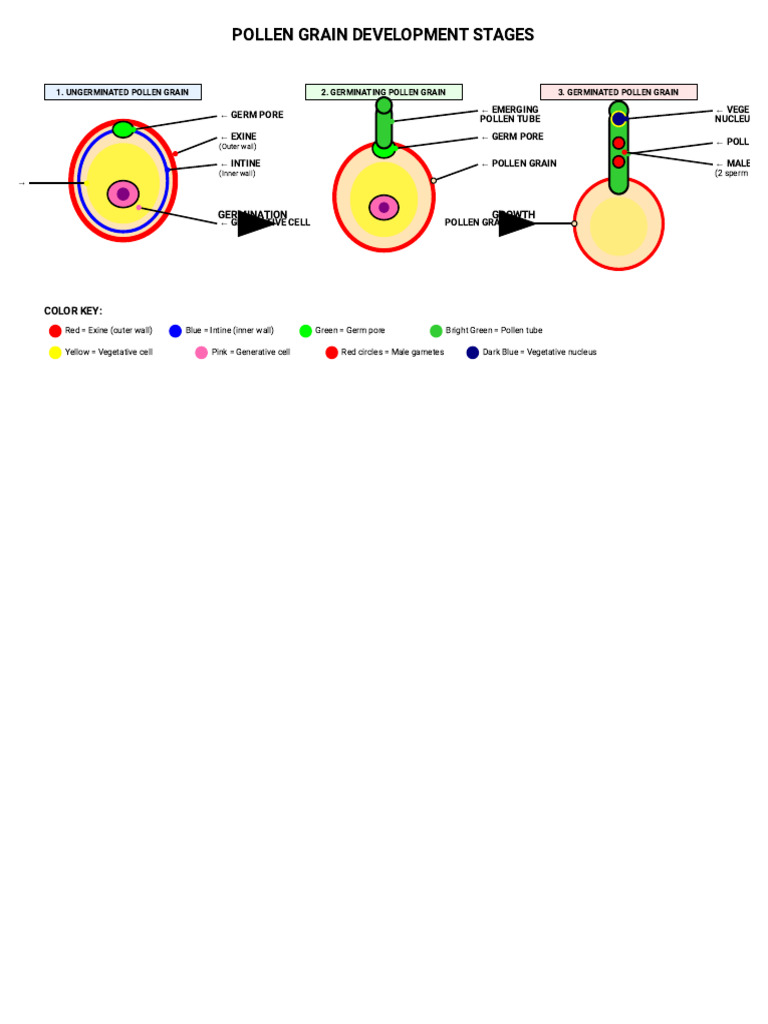 Pollen Grain Development Stages | PDF