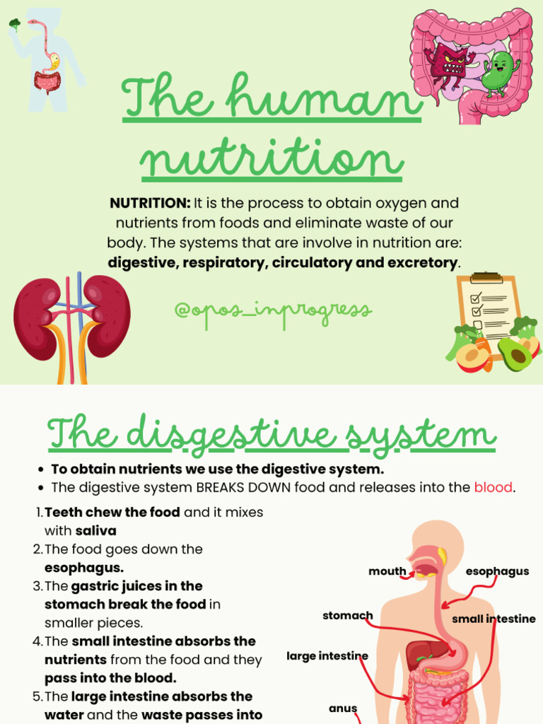 Human Nutrition 2 | PDF