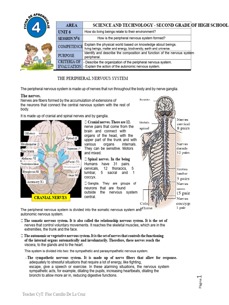 Learning sheet 4 - Peripheral system | PDF | Autonomic Nervous System ...