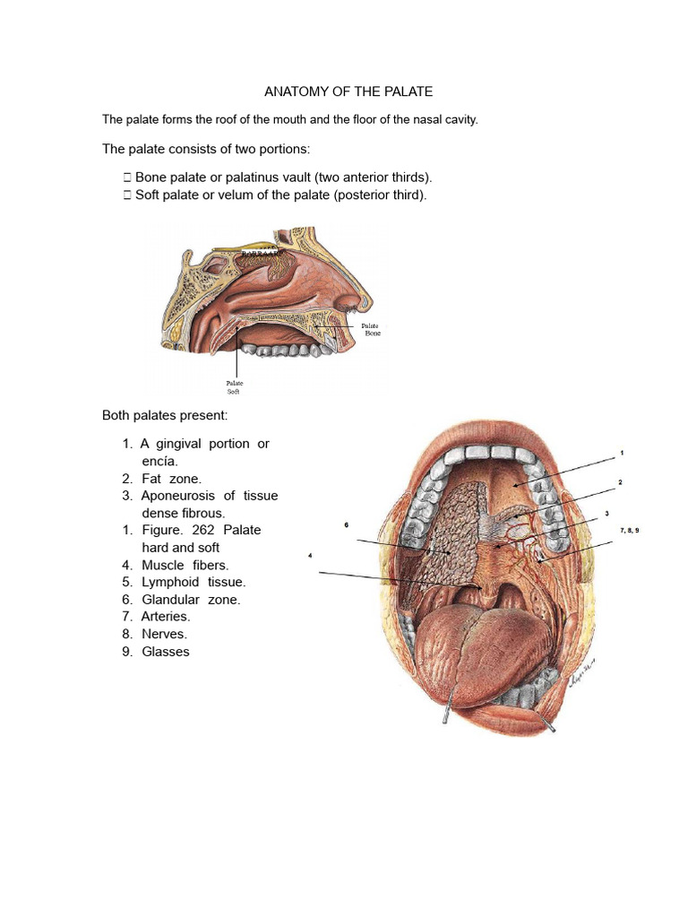 Anatomy and Functions of the Palate | PDF | Tongue | Human Head And Neck