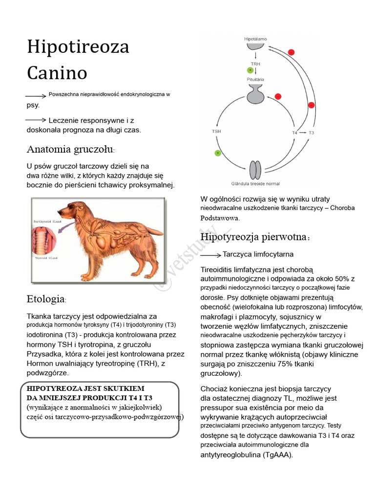 Hipotireoza U Psów Wersja Drive | PDF