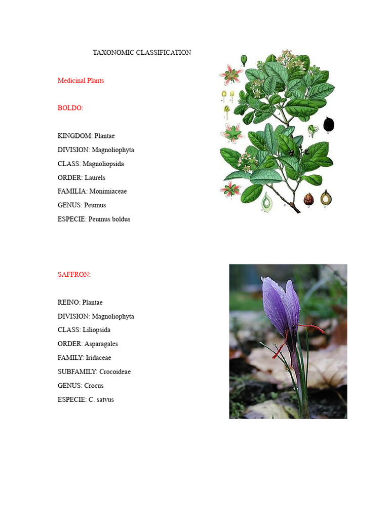 TAXONOMIC CLASSIFICATION | PDF