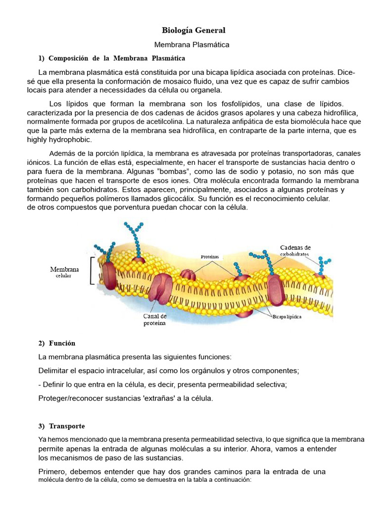Composición y Funciones de la Membrana Plasmática | PDF | Membrana ...