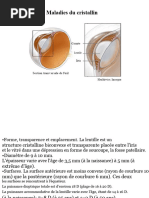 Anatomie de la Conjonctive Oculaire | PDF | Cornée | Épithélium
