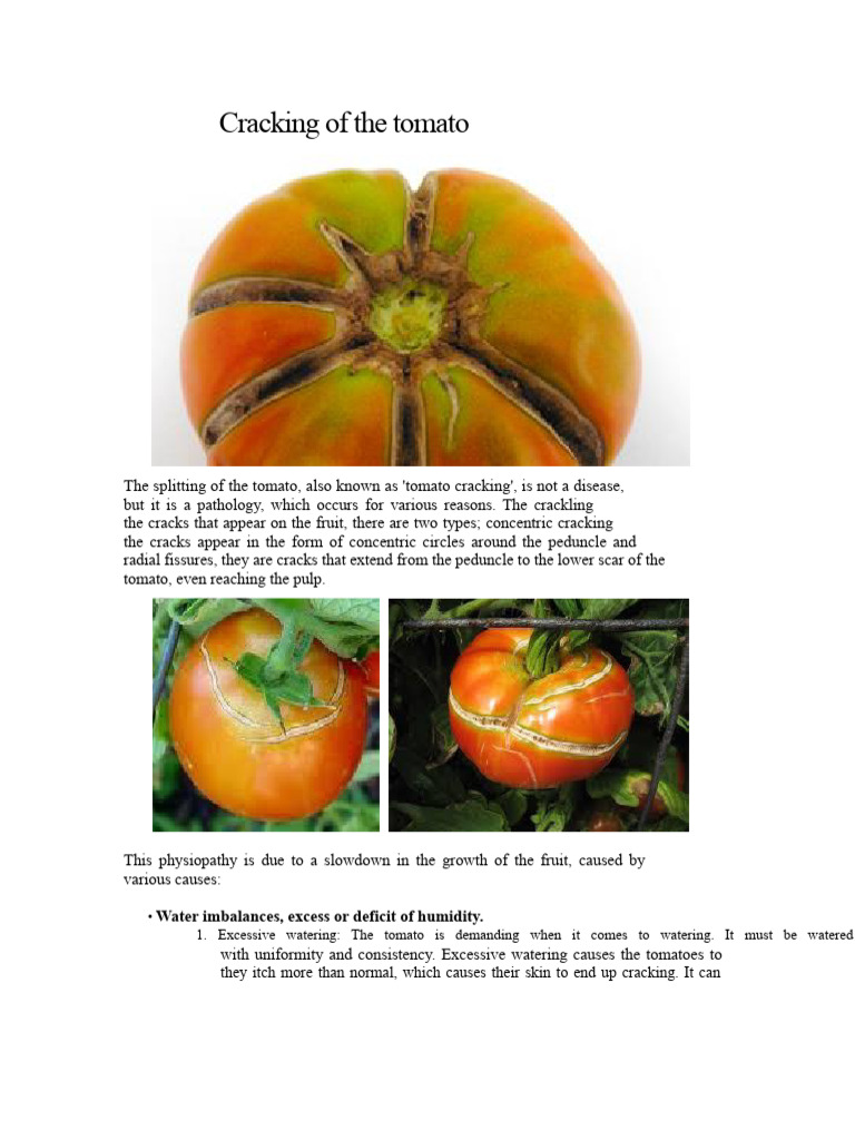 Cracking and Microcracking in Solanaceae and Citrus | PDF | Fracture ...