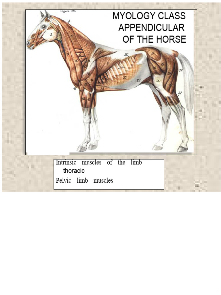 Class-myology-anatomy-2.pdf | PDF | Knee | Pelvis