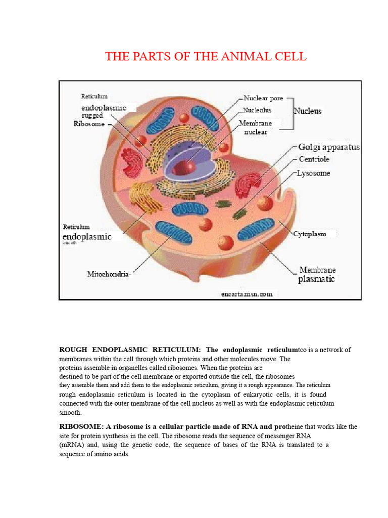 THE PARTS OF THE ANIMAL CELL | PDF | Cell (Biology) | Ribosome