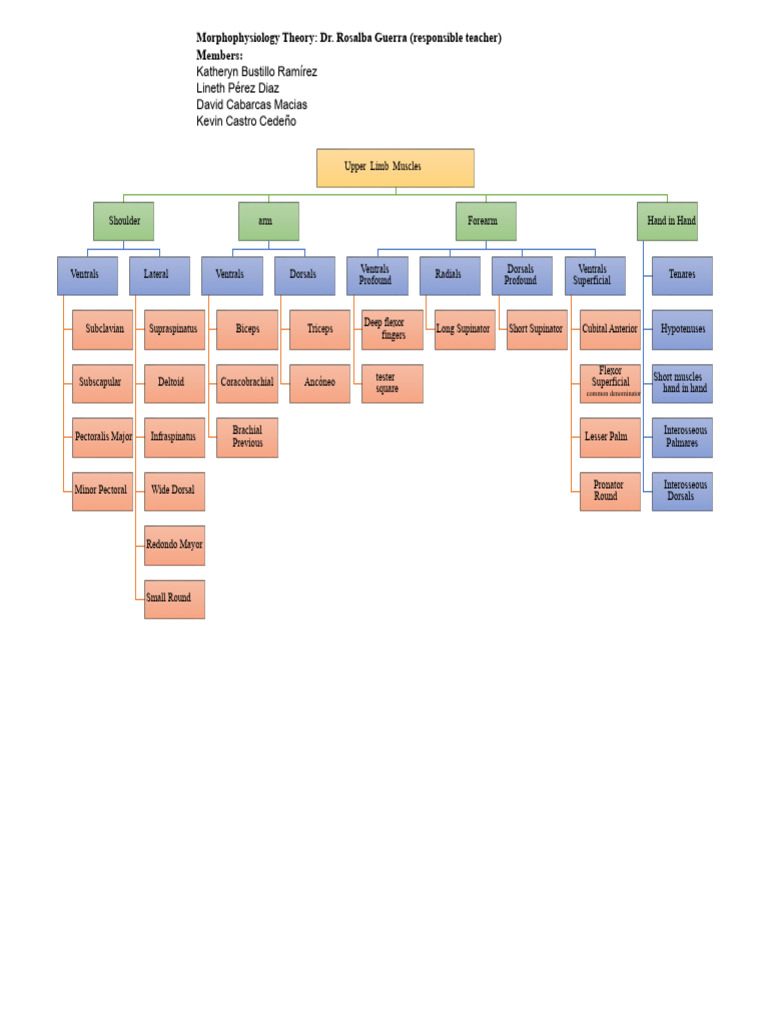 Conceptual Map Upper Limb Muscles | PDF | Arm | Hand