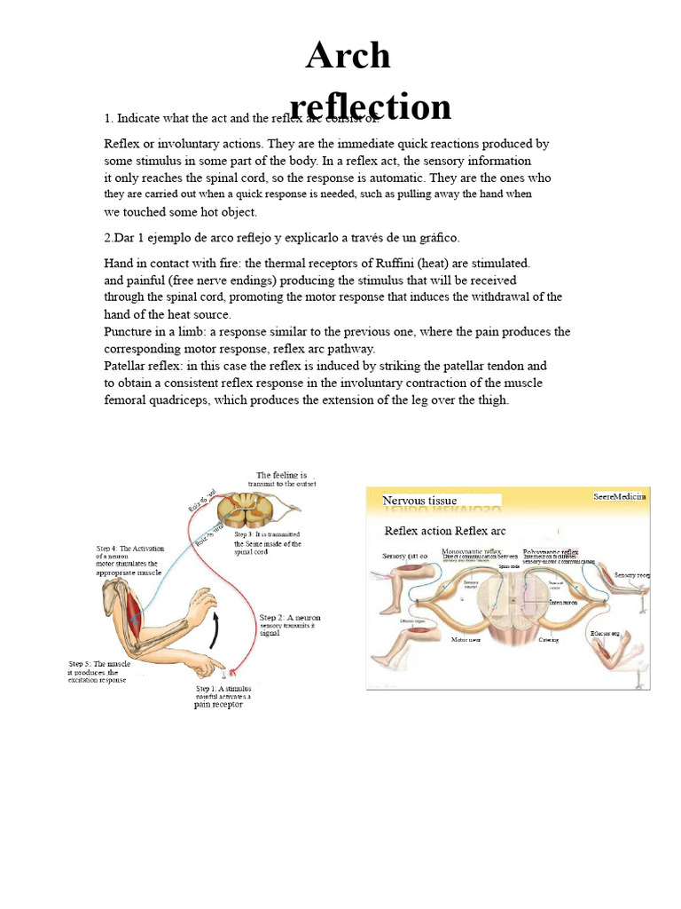 Act and Reflex Arc | PDF