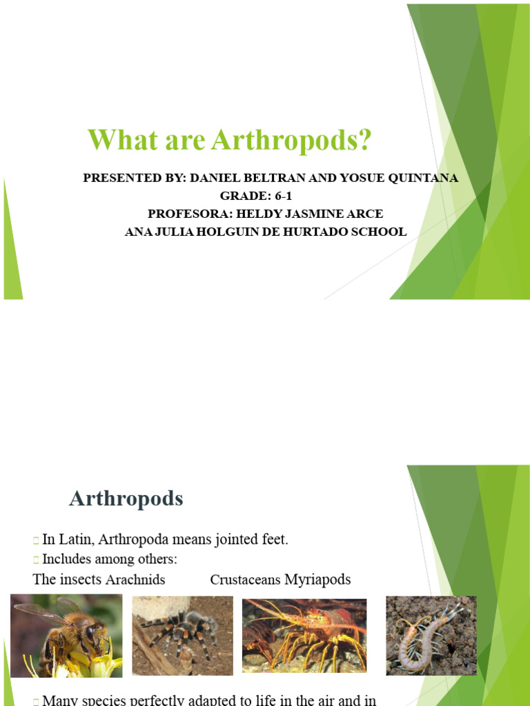The Arthropods | PDF | Invertebrate | Insects