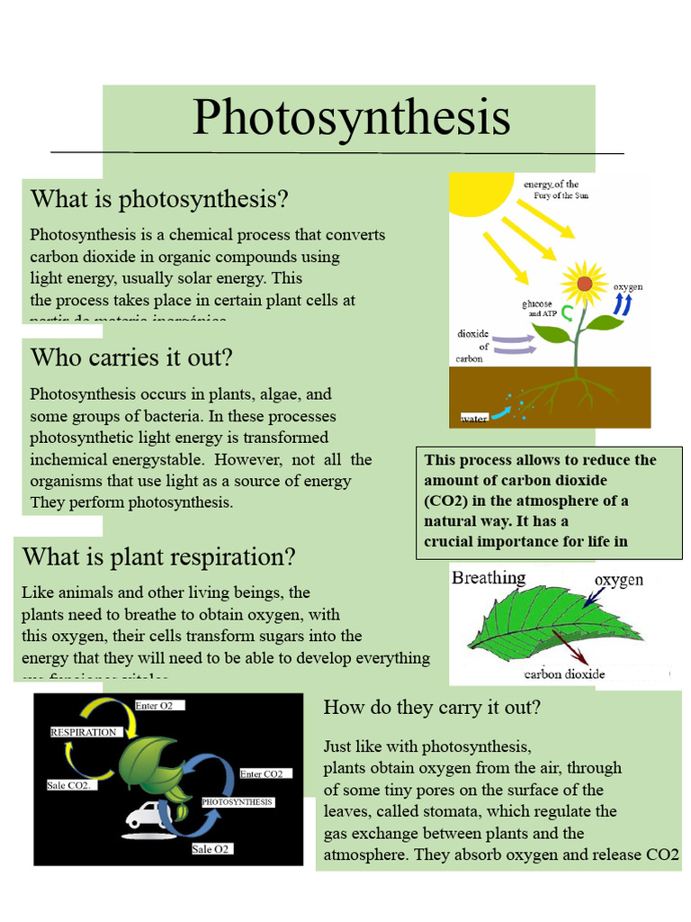 Infographic About Photosynthesis and Respiration | PDF