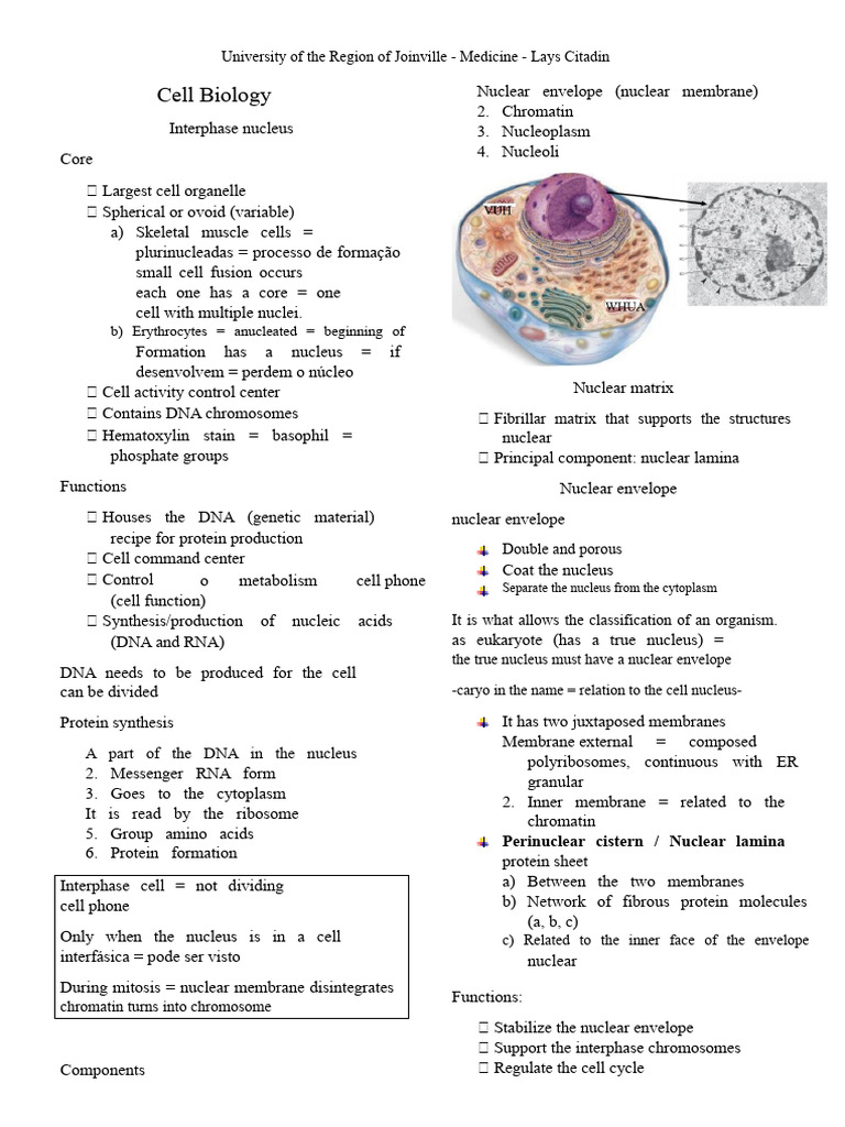 core | PDF | Cell Nucleus | Chromatin