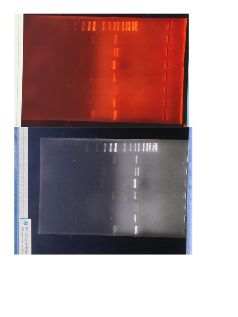 Dna | PDF