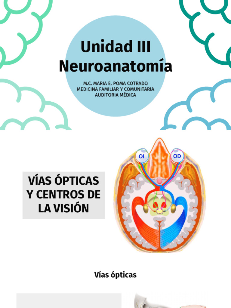 CLASE Vias opticas y centros de la vision | PDF | Percepción visual ...