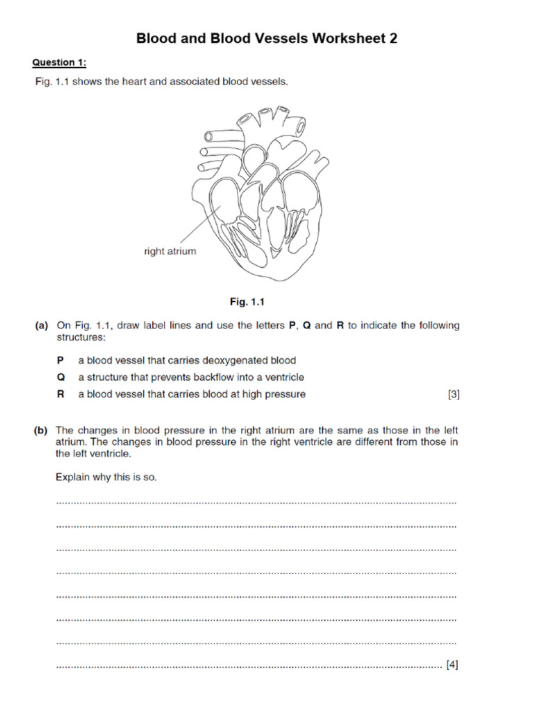 Blood and Blood Vessels Worksheet 2 | PDF