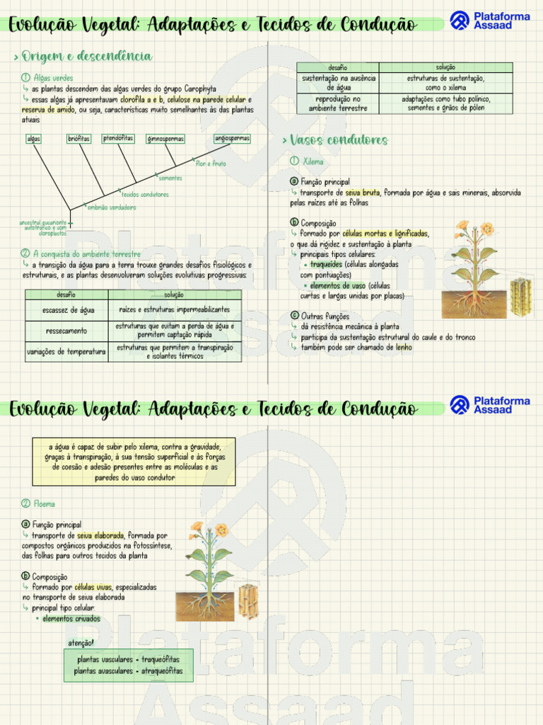 Mapa mental - Evolução vegetal - Adaptações e tecidos de condução | PDF ...