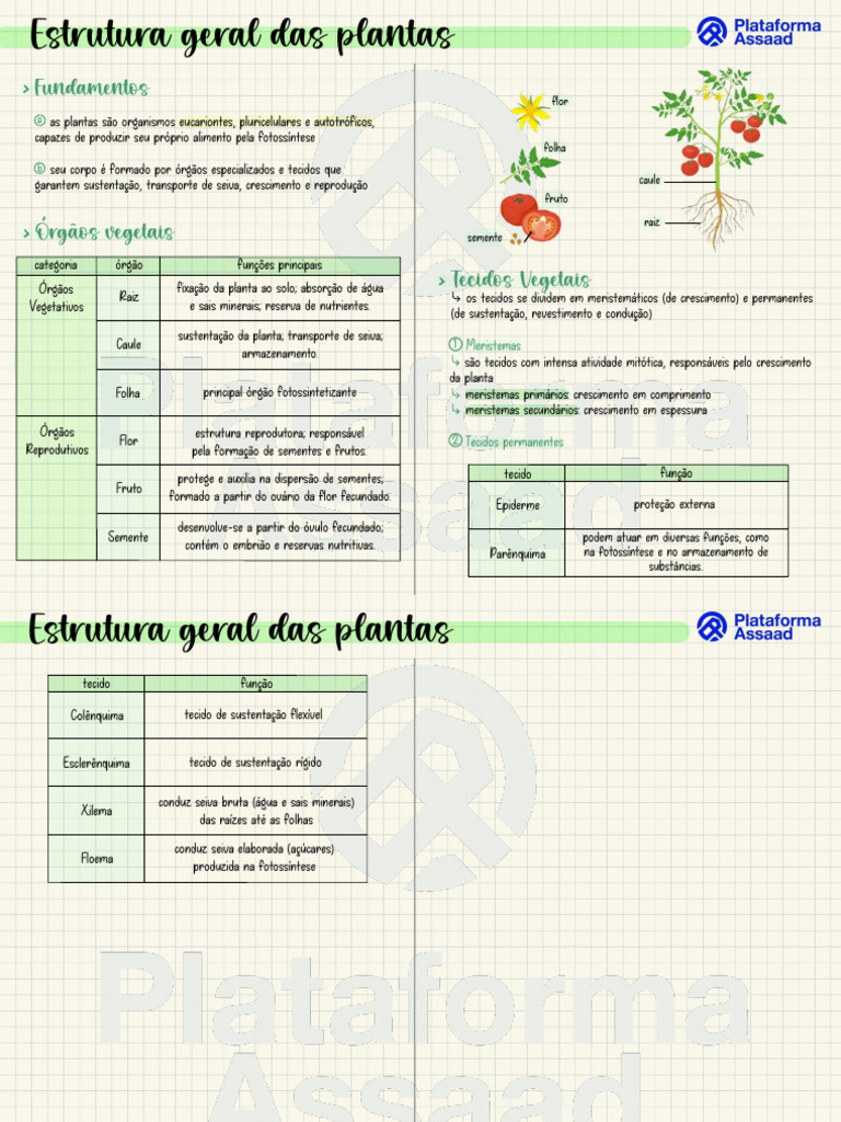Mapa Mental - Estrutura Geral Das Plantas | PDF | Raiz | Tecido (Biologia)