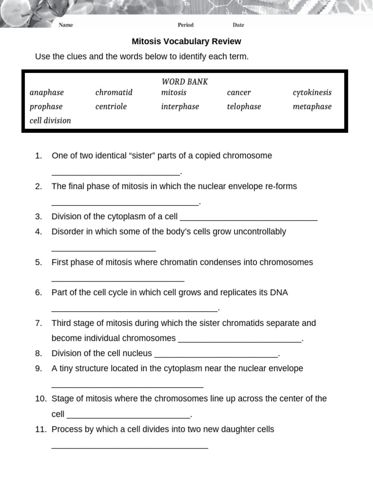 Cell Division Vocabulary | PDF