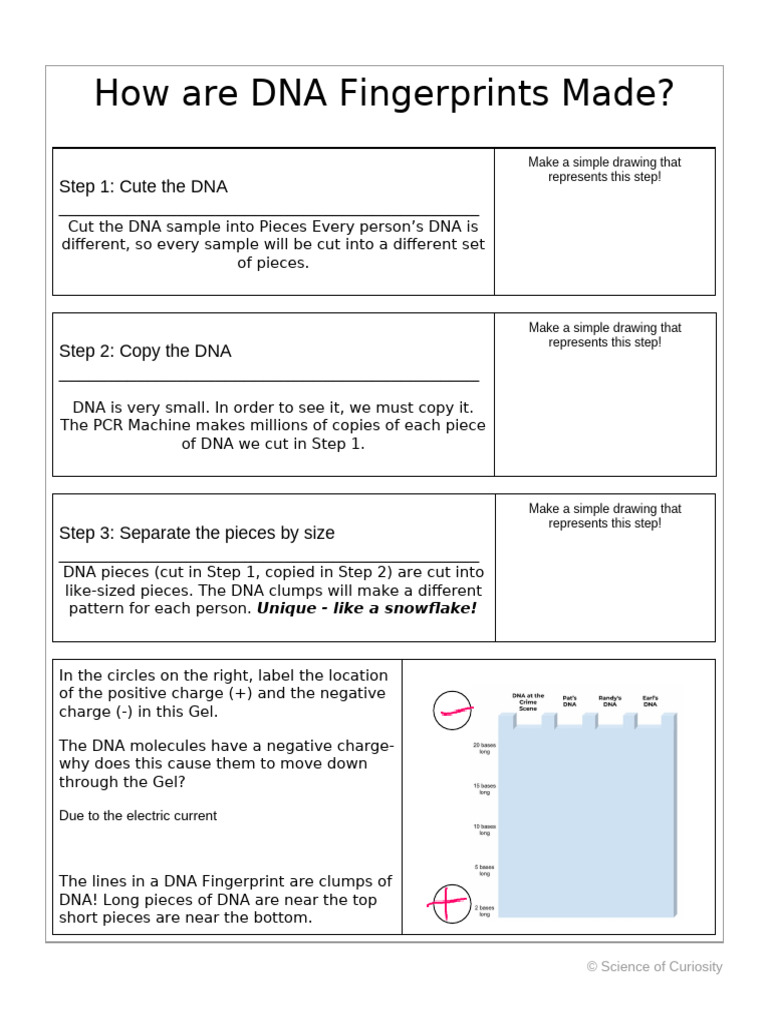 Notes DNA Fingerprinting 1 2 | PDF | Gel Electrophoresis | Dna