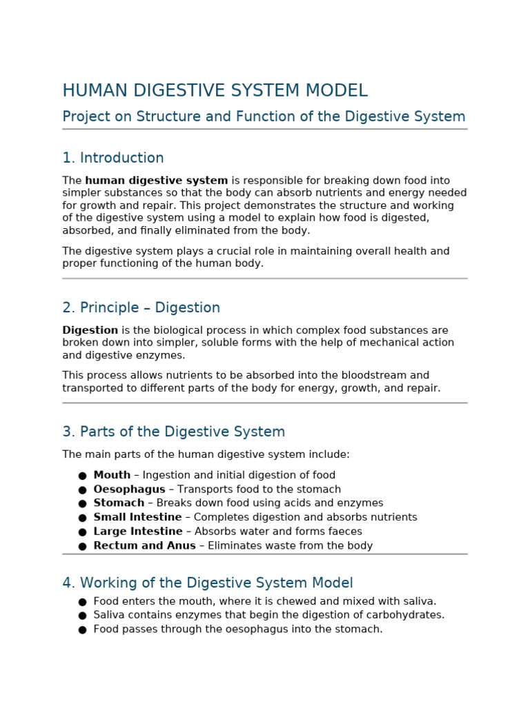 Human Digestive System Model Explained | PDF | Digestion ...